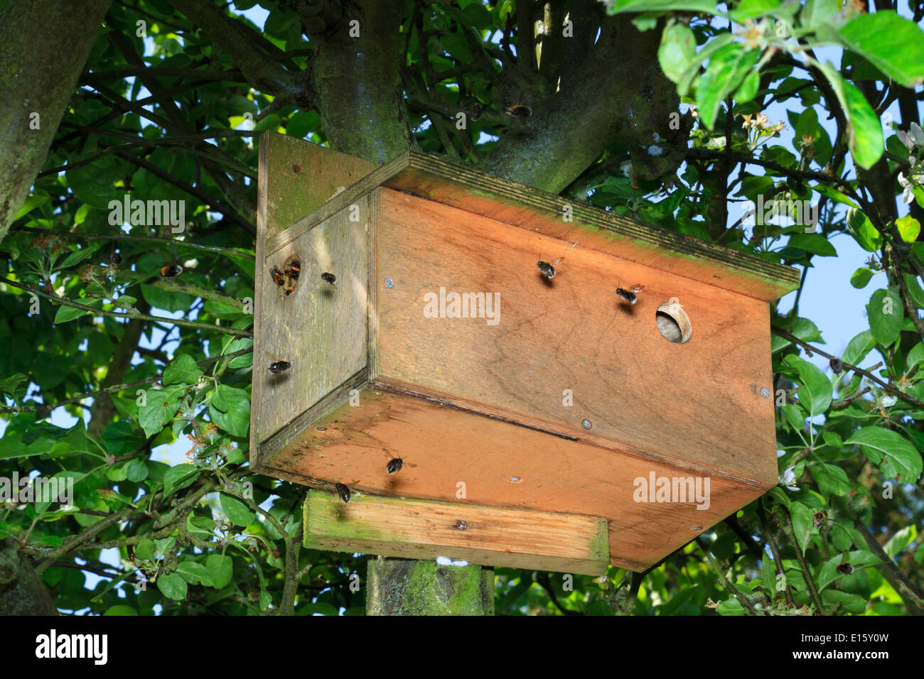 The tree bee. Invasive non-native species. INNS. Tree bumblebee ...