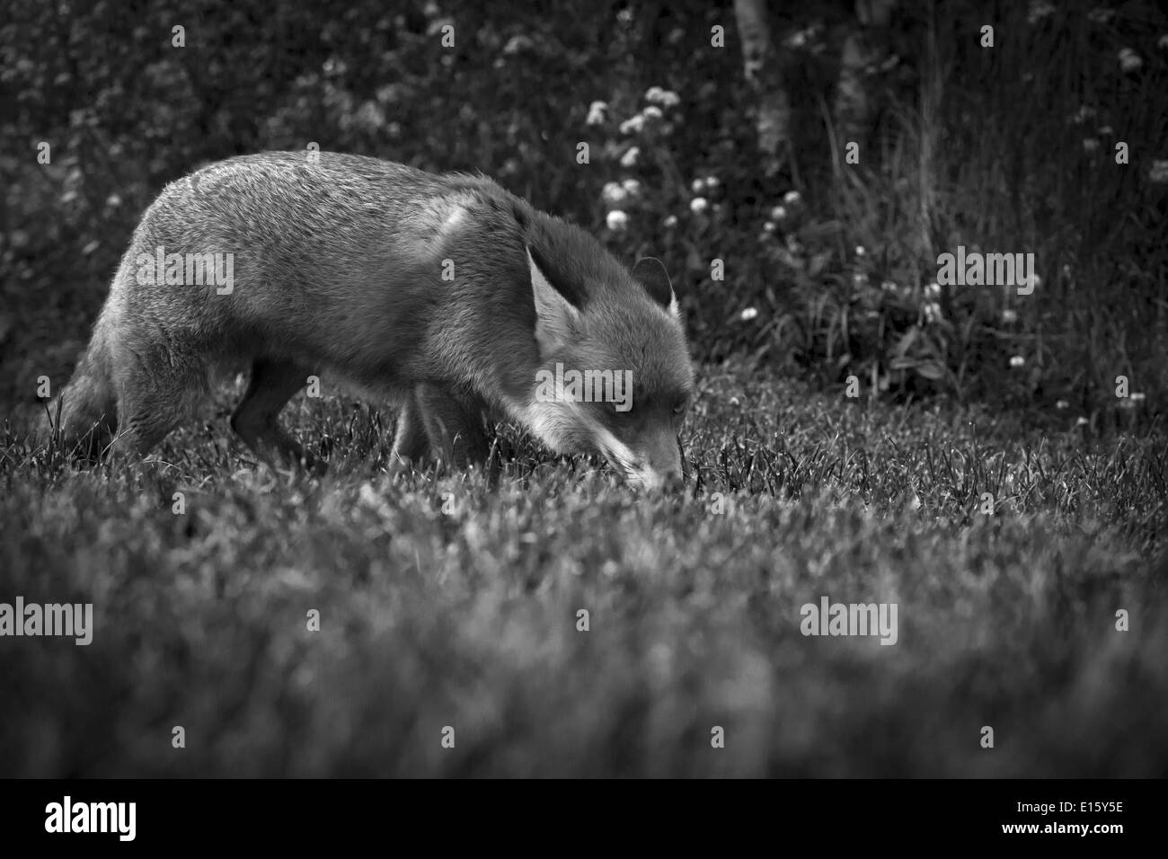 British Red Fox in black and white Stock Photo - Alamy British Red Fox in black and white Stock Photo - Alamy
