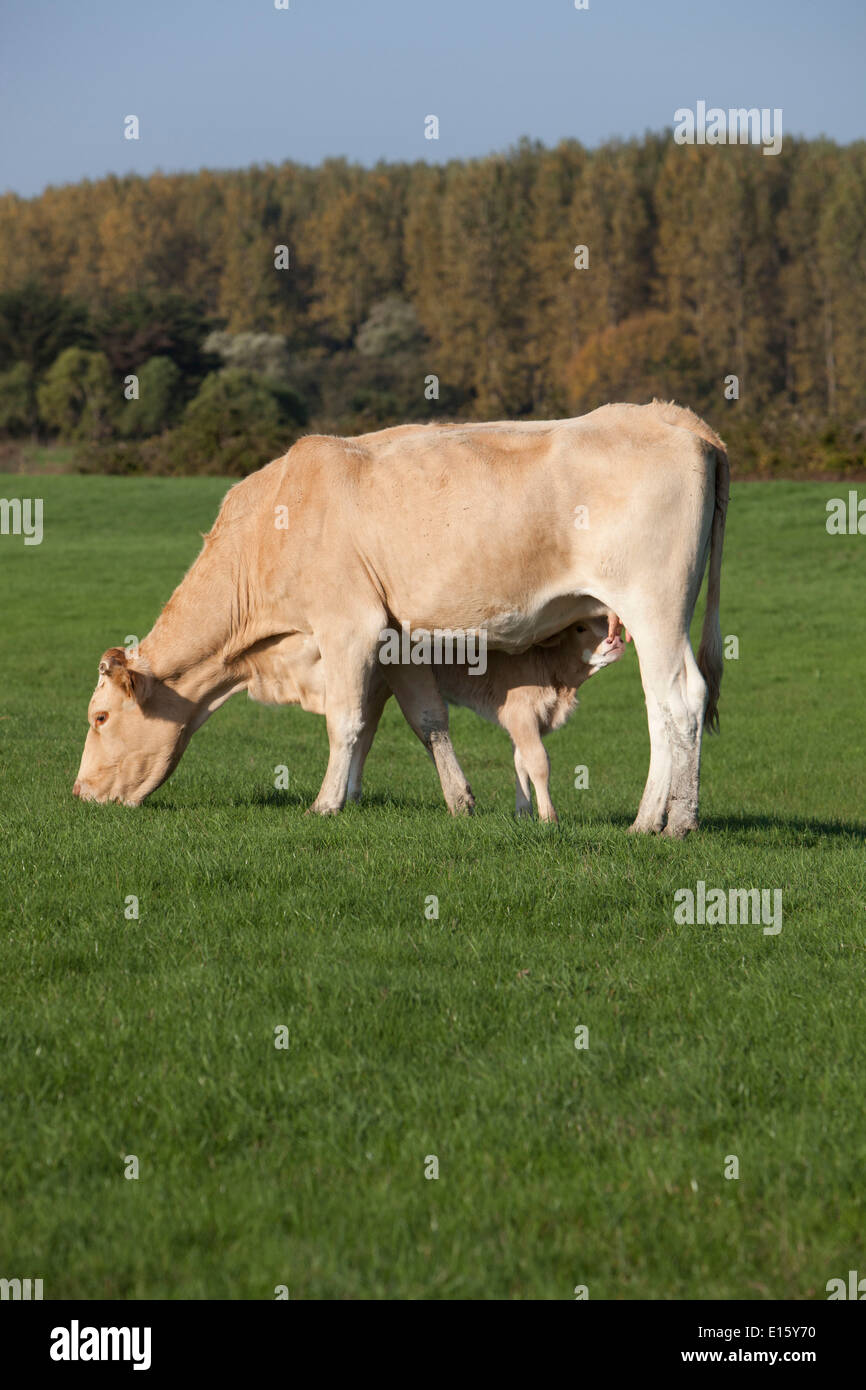 A cow in wetland Stock Photo - Alamy