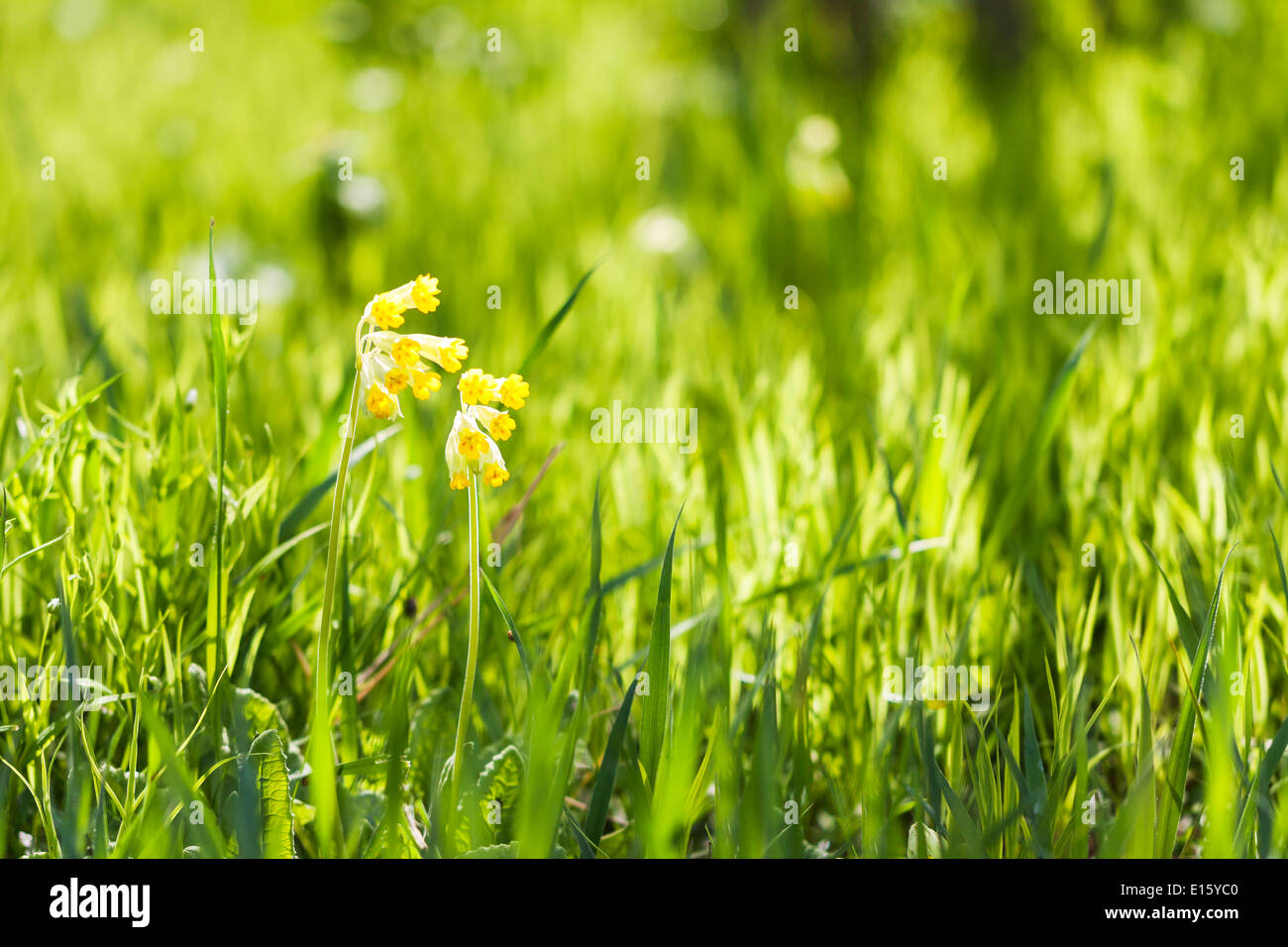 Yellow cowslip or primrose flower grow in grass at spring or summer ...