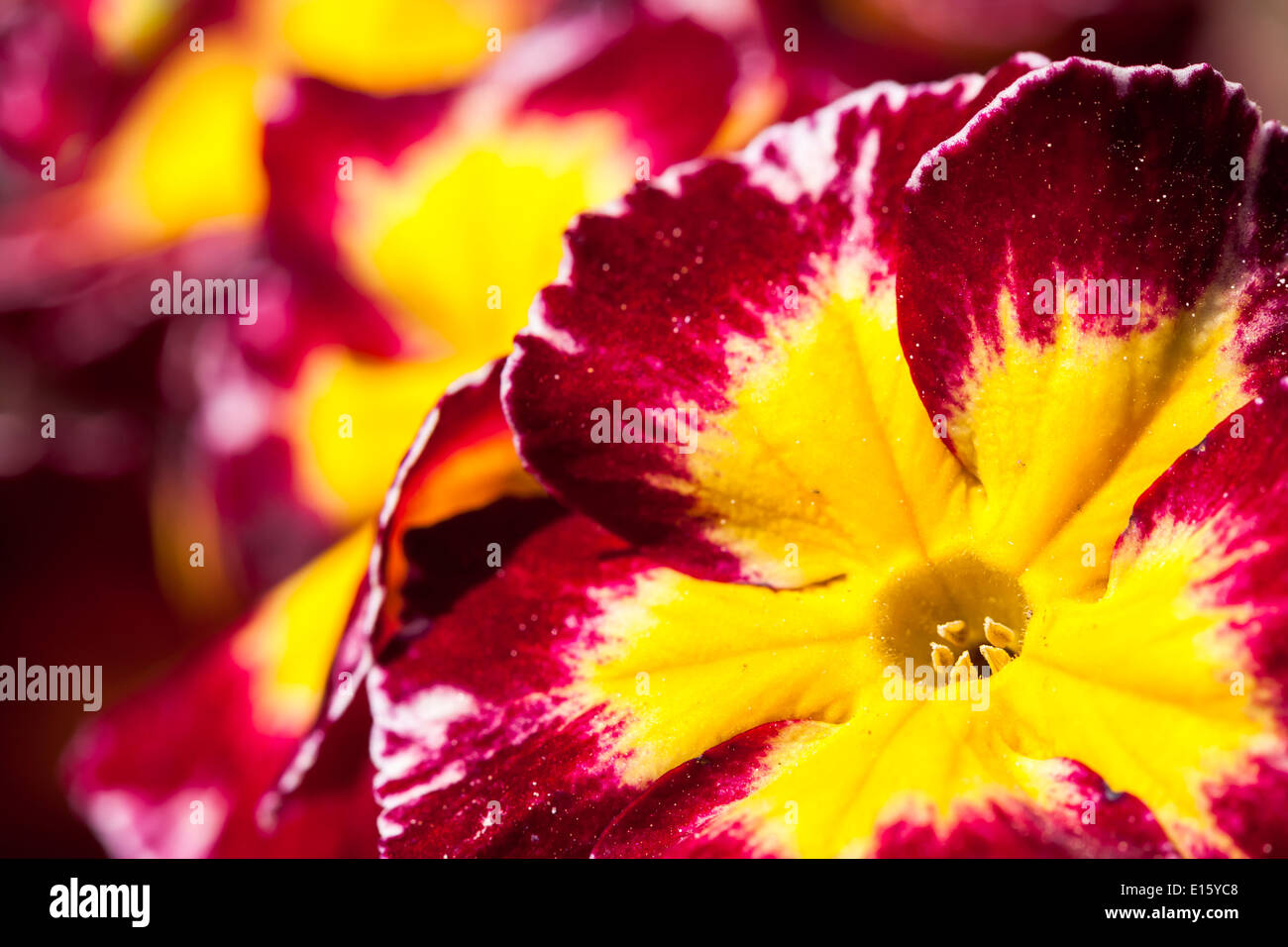 Red and yellow primrose hi-res stock photography and images - Alamy