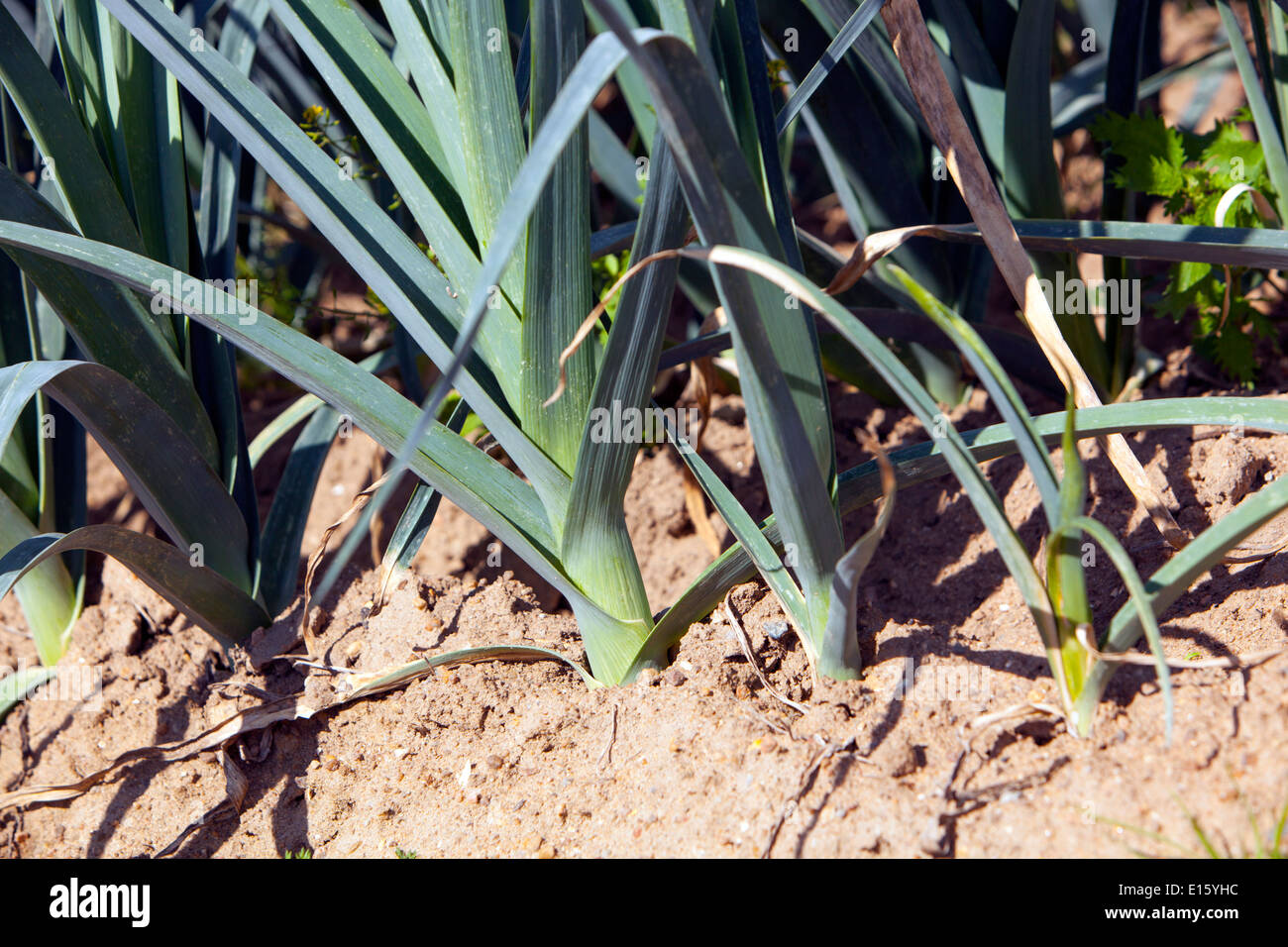 Leek crop harvesting hi-res stock photography and images - Alamy