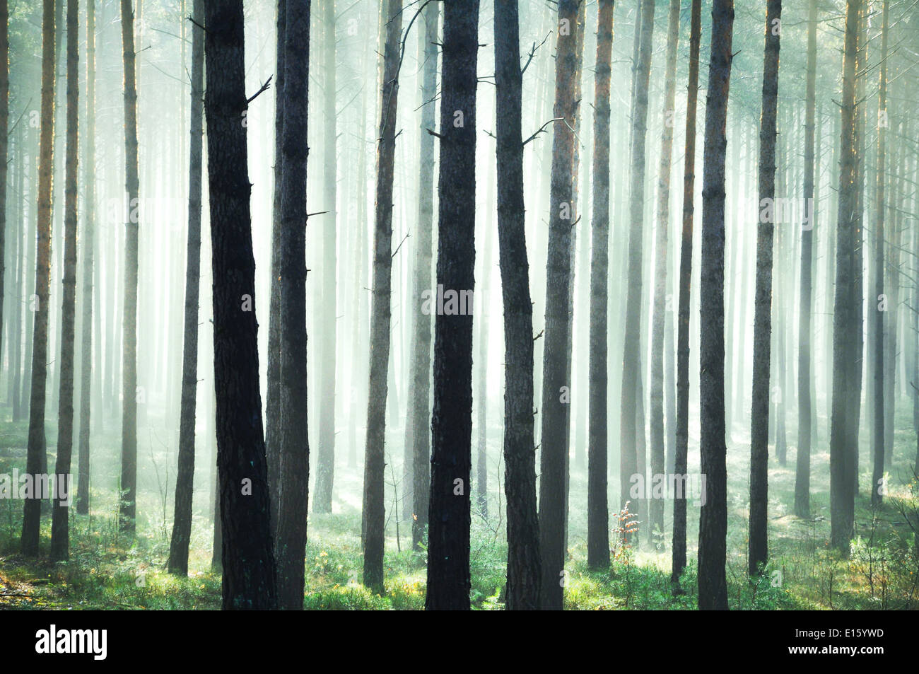 Mystic bright green forest Stock Photo - Alamy