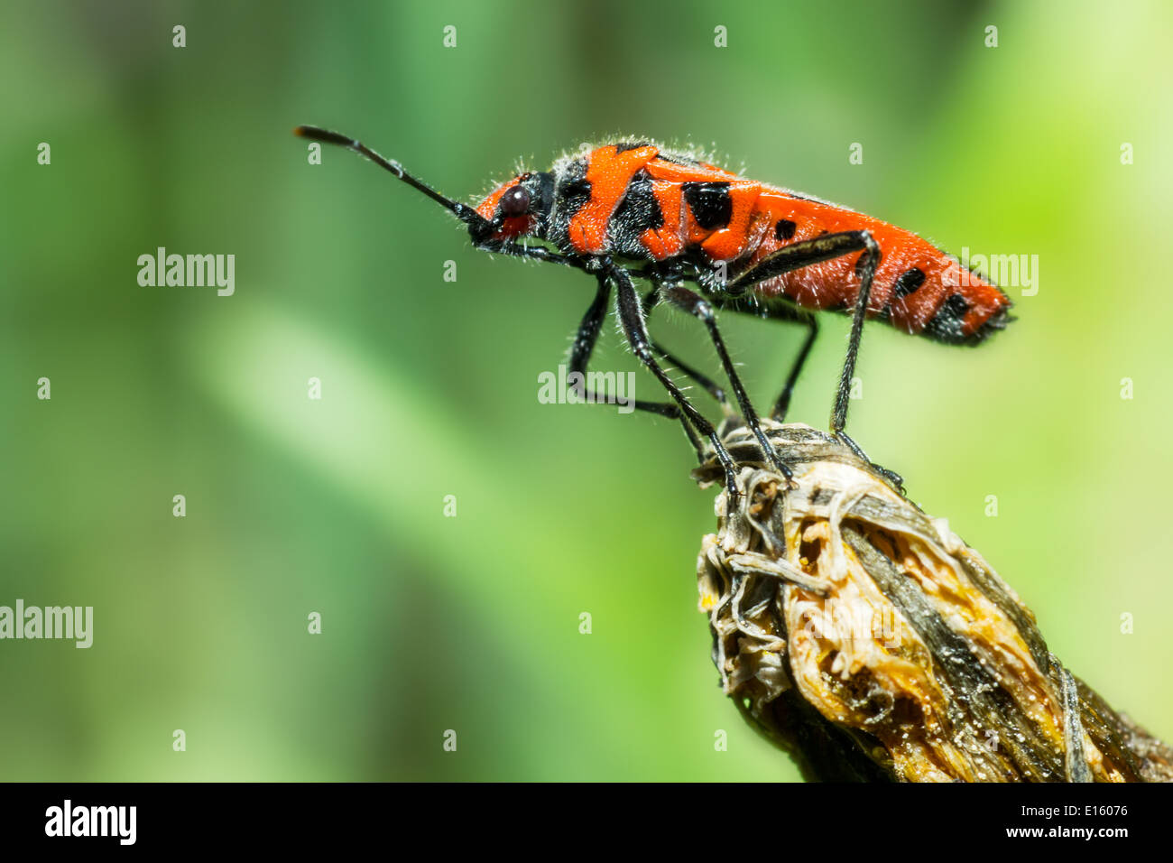 Red bug hi-res stock photography and images - Alamy