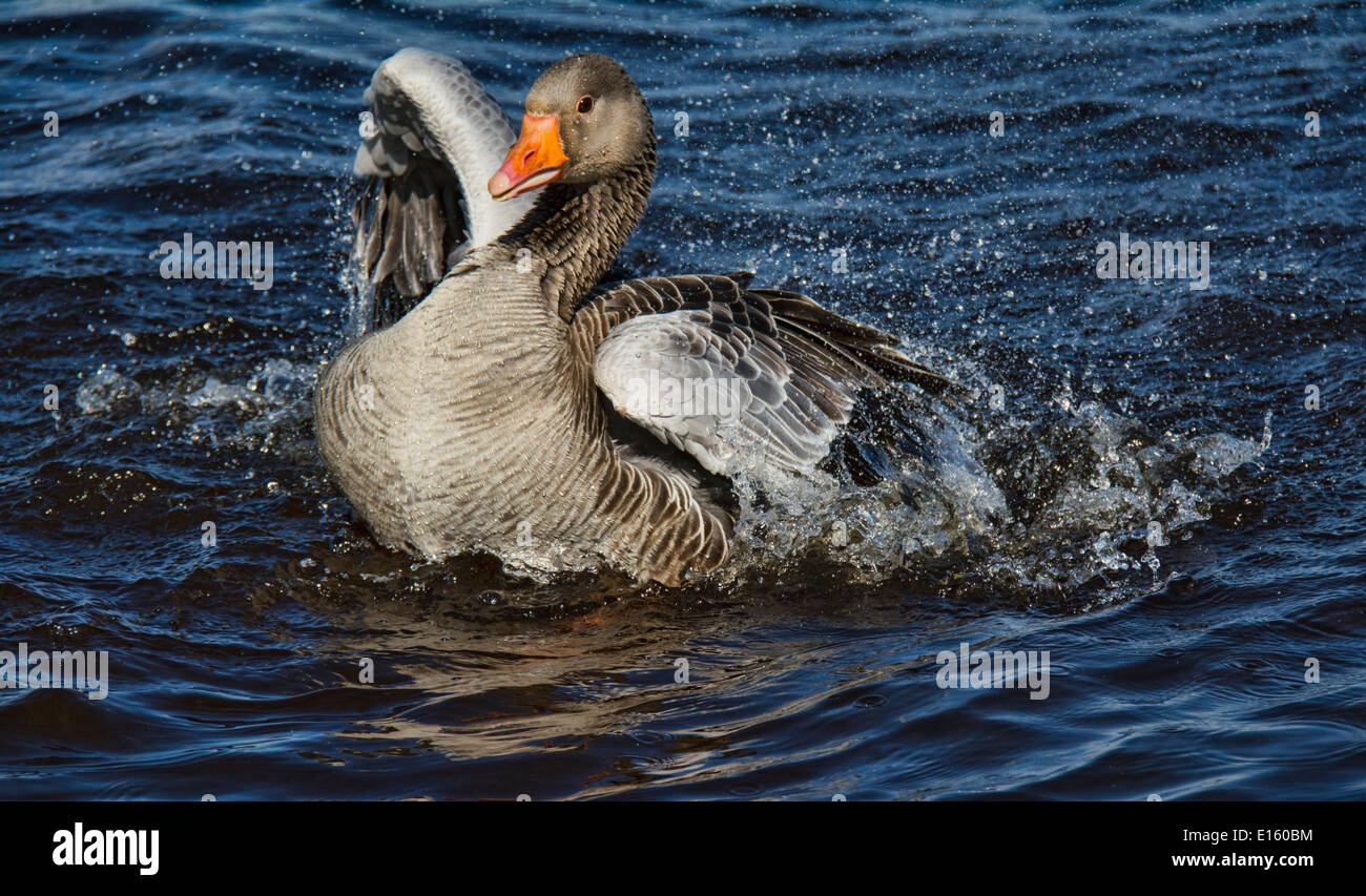 Bathing goose hi-res stock photography and images - Alamy