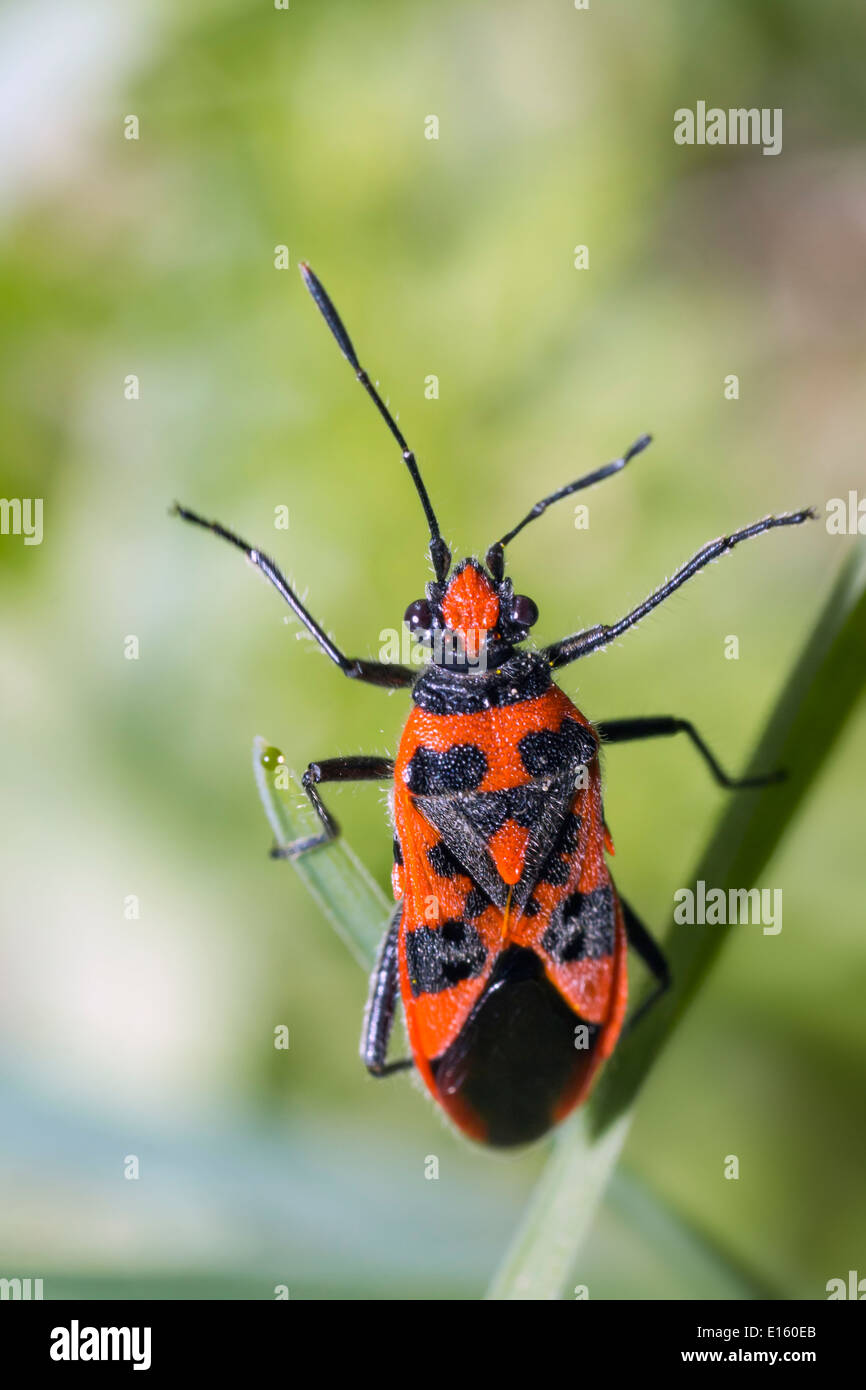 Portrait of a red bug Stock Photo - Alamy