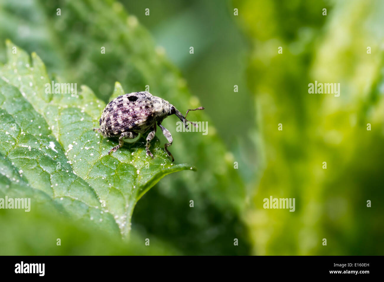 Portrait of a bug Stock Photo - Alamy