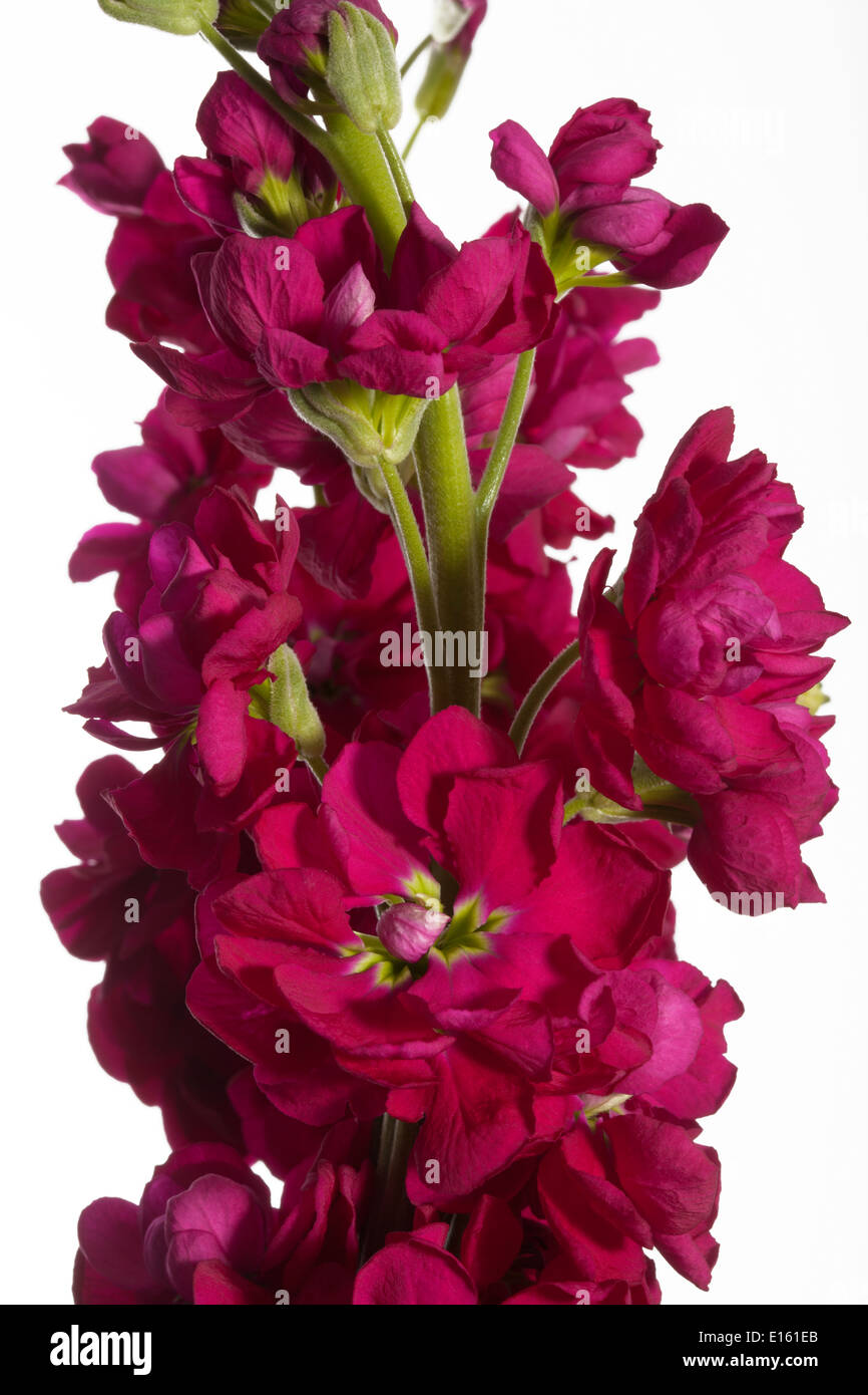 Matthiola - Night-scented Stock Stock Photo - Alamy