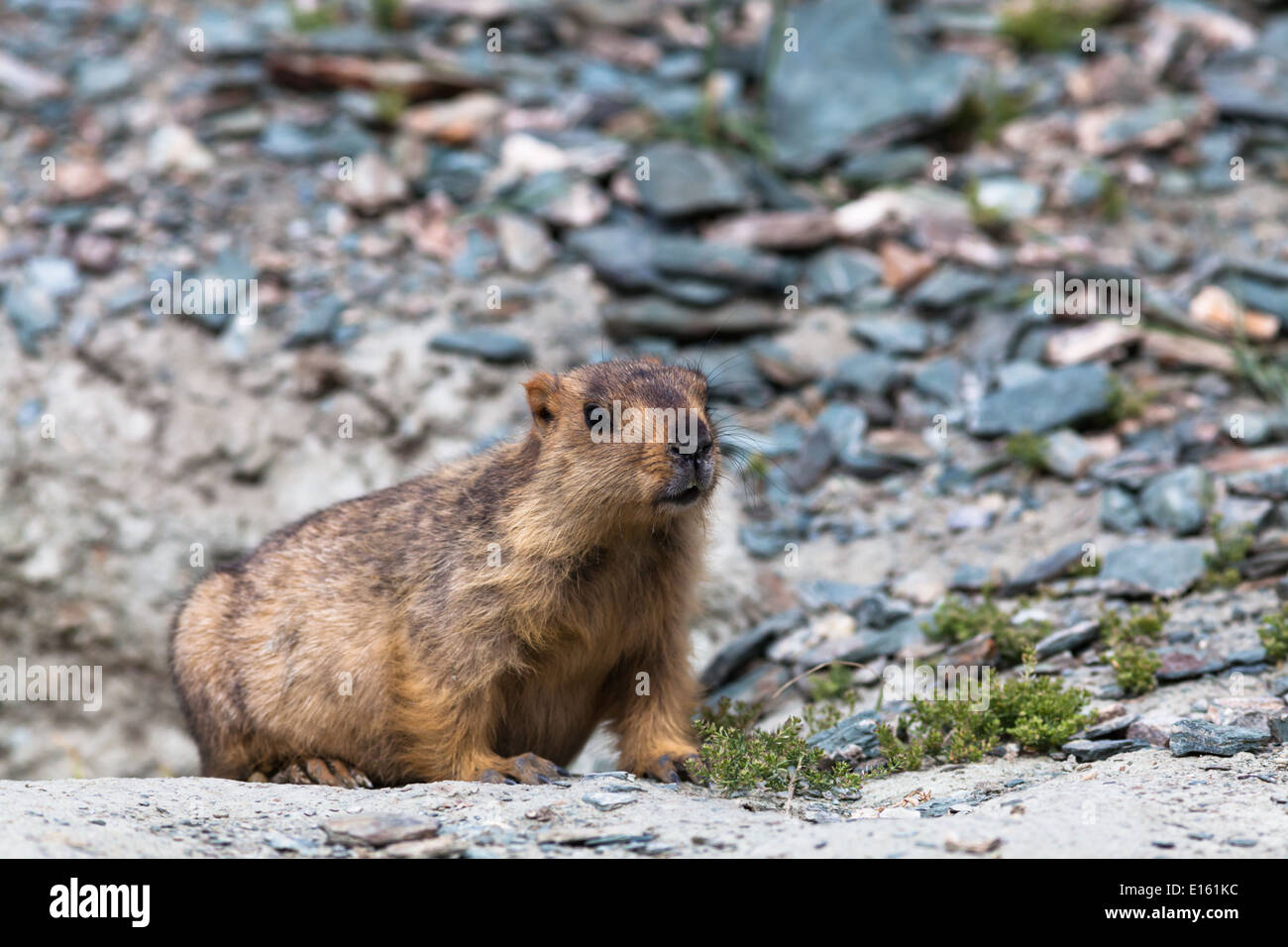 Marmota silhouette hi-res stock photography and images - Alamy