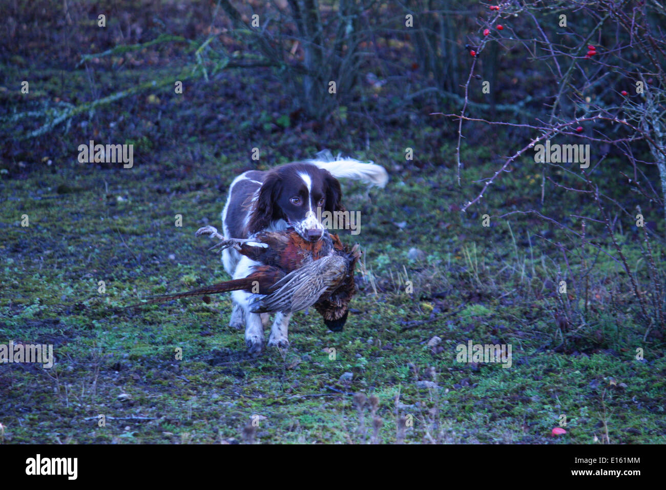liver and white working type english springer spaniel pet gundog ...