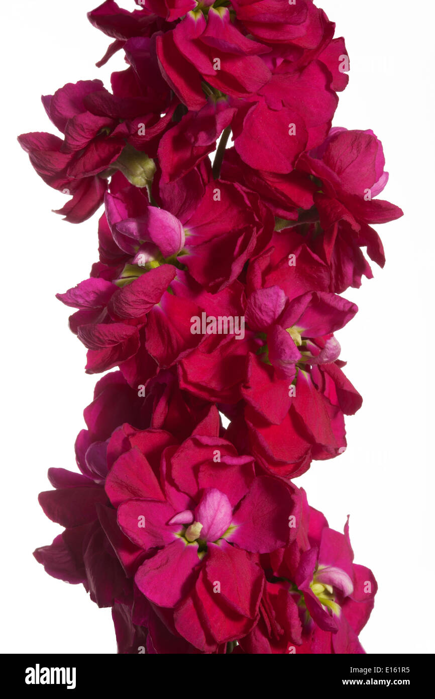 Night scented stocks hi-res stock photography and images - Alamy