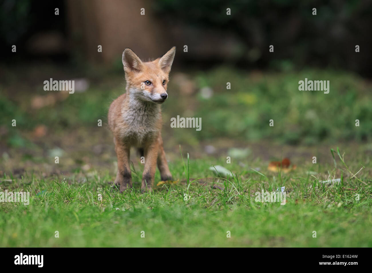 Fox cub making an appearance in a London garden Stock Photo - Alamy
