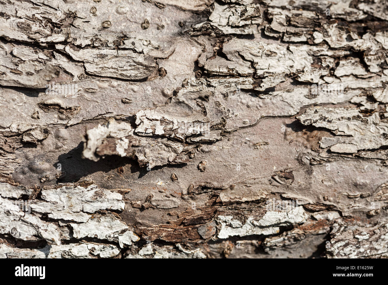 Nature. Trunk of old tree as background texture Stock Photo - Alamy