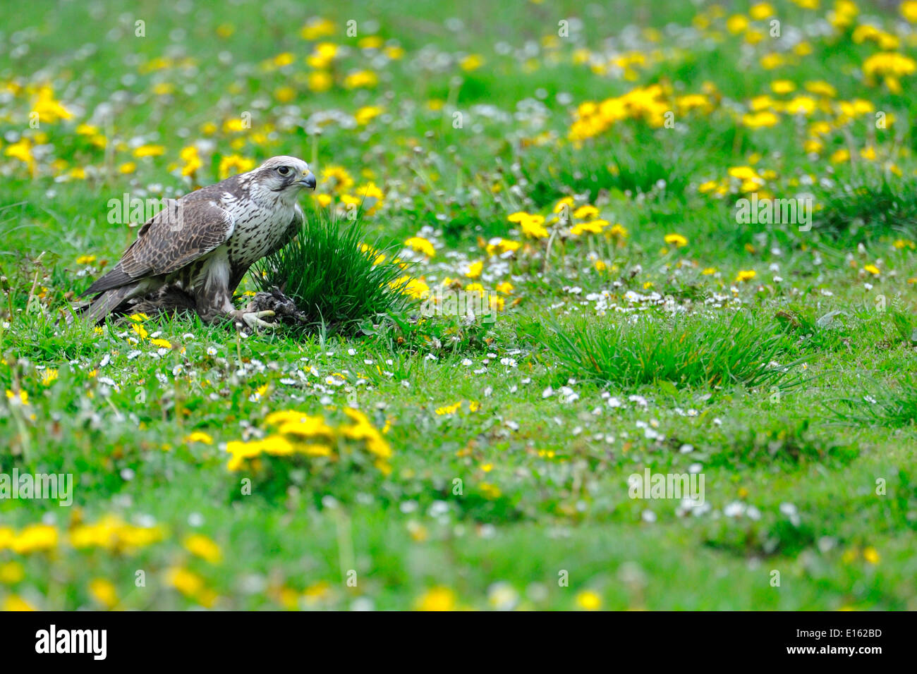 Falconry in Germany Stock Photo - Alamy