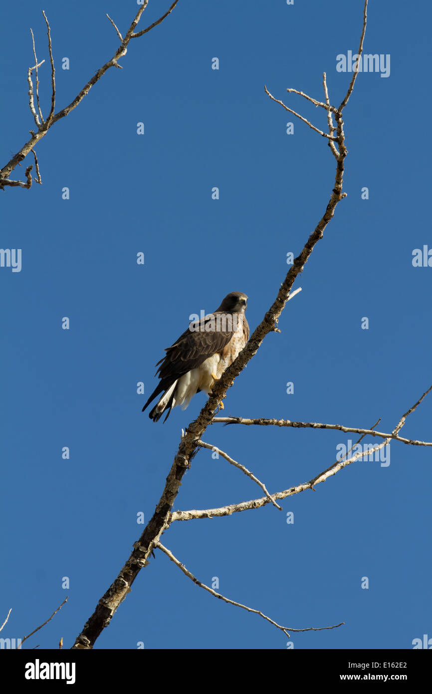 Swainson's Hawk (Buteo swainsoni) Resting in the trees, colorful bird ...