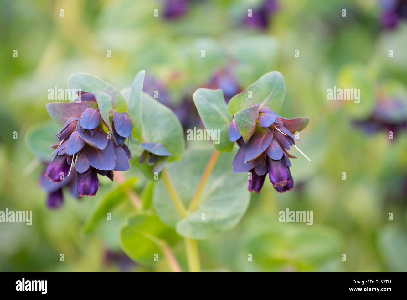 Cerinthe major purpurascens hi-res stock photography and images - Alamy
