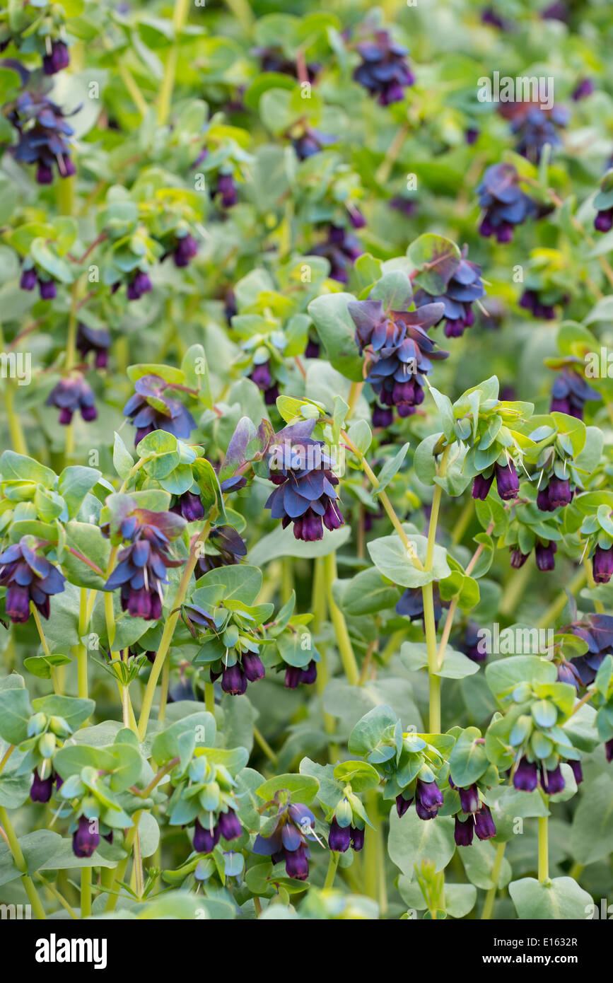 Cerinthe major 'Purpurascens' Stock Photo - Alamy