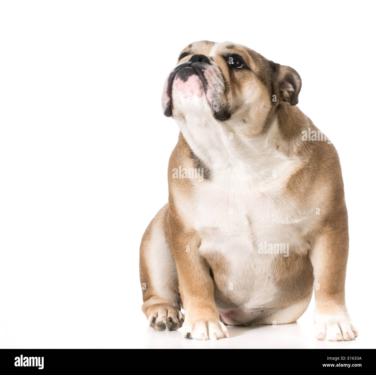 dog looking up - english bulldog 8 months old Stock Photo - Alamy