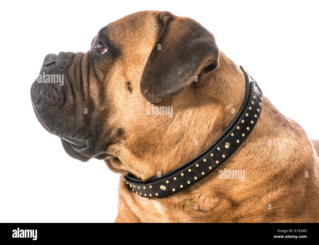 bullmastiff male portrait on white background Stock Photo - Alamy