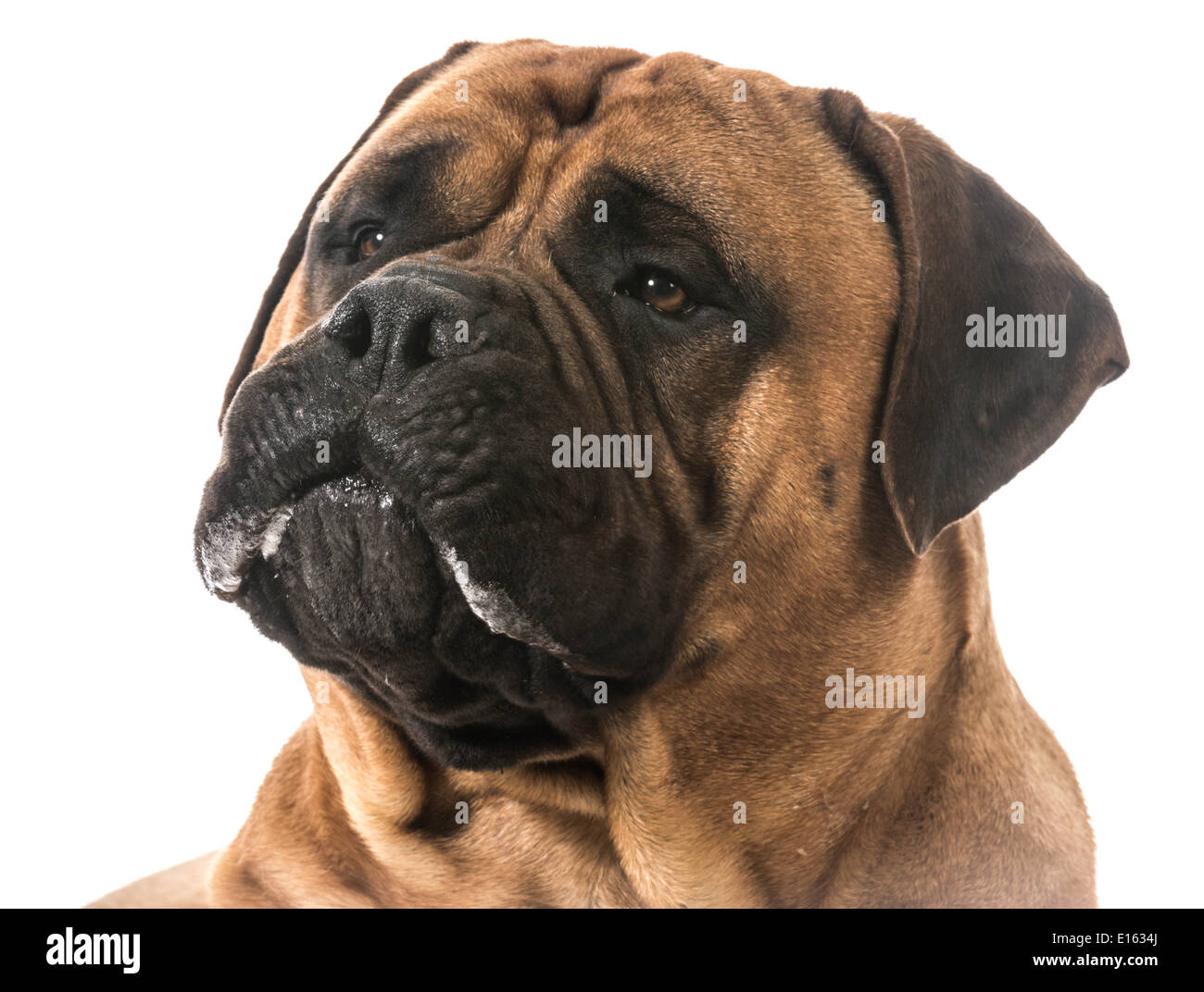 bullmastiff drooling on white background Stock Photo - Alamy