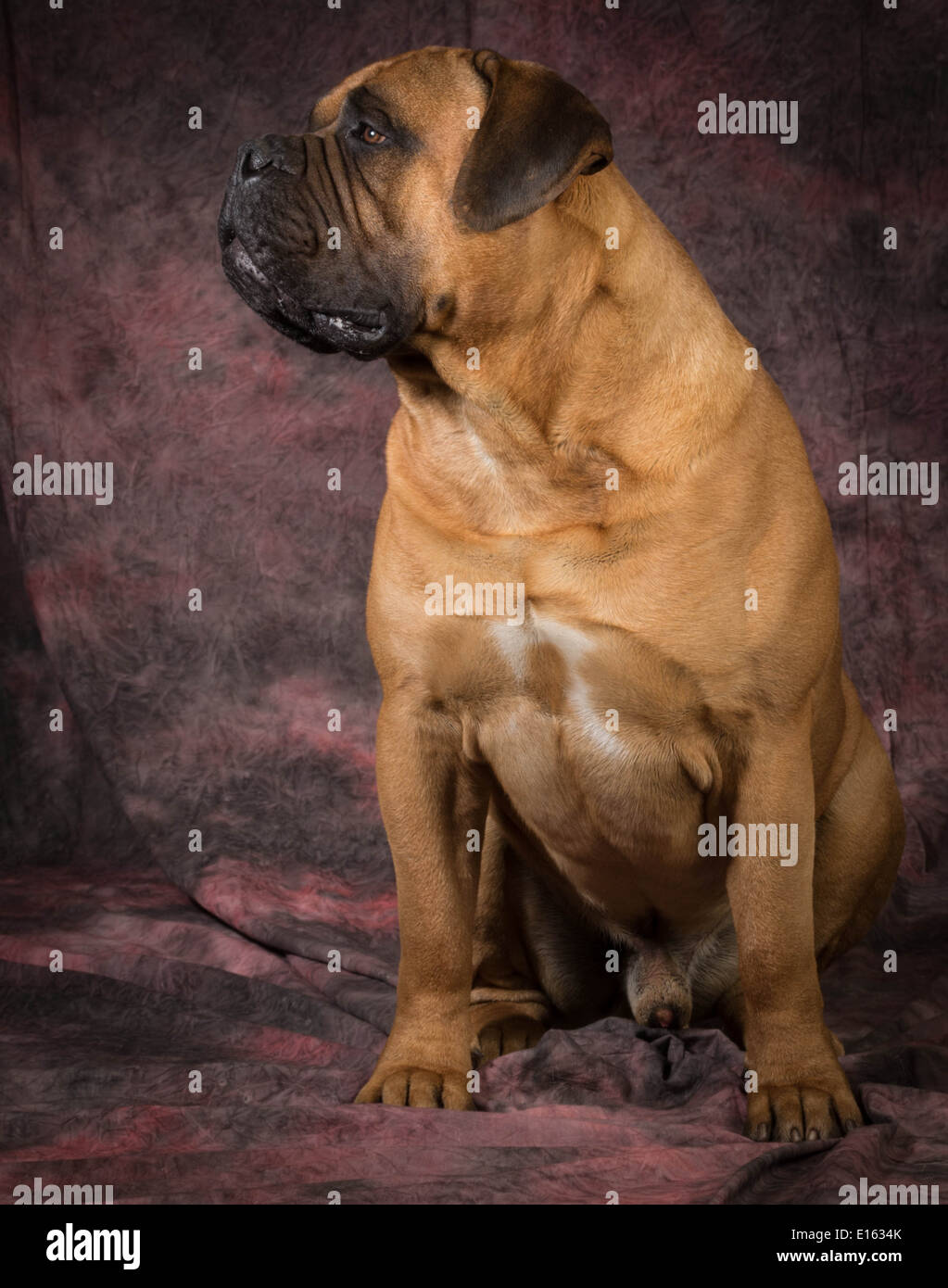 bullmastiff male sitting on purple background Stock Photo - Alamy