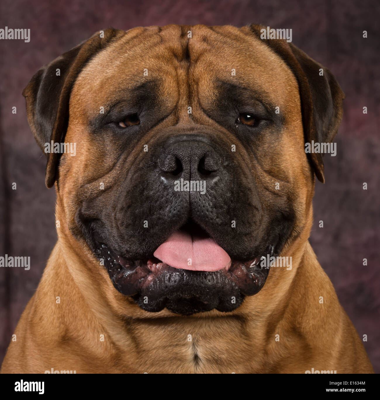 bullmastiff male portrait on purple background Stock Photo - Alamy