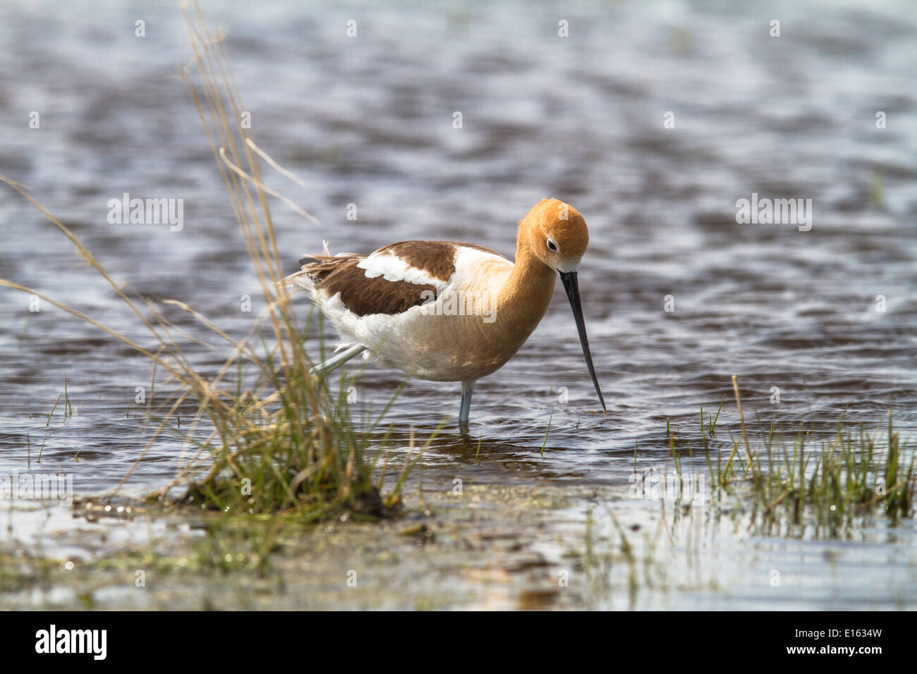 American Avocet (Recurvirostra americana) Colorful breeding plumage ...