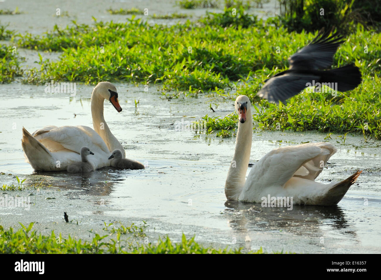 Couple swans black crow in hi-res stock photography and images - Alamy