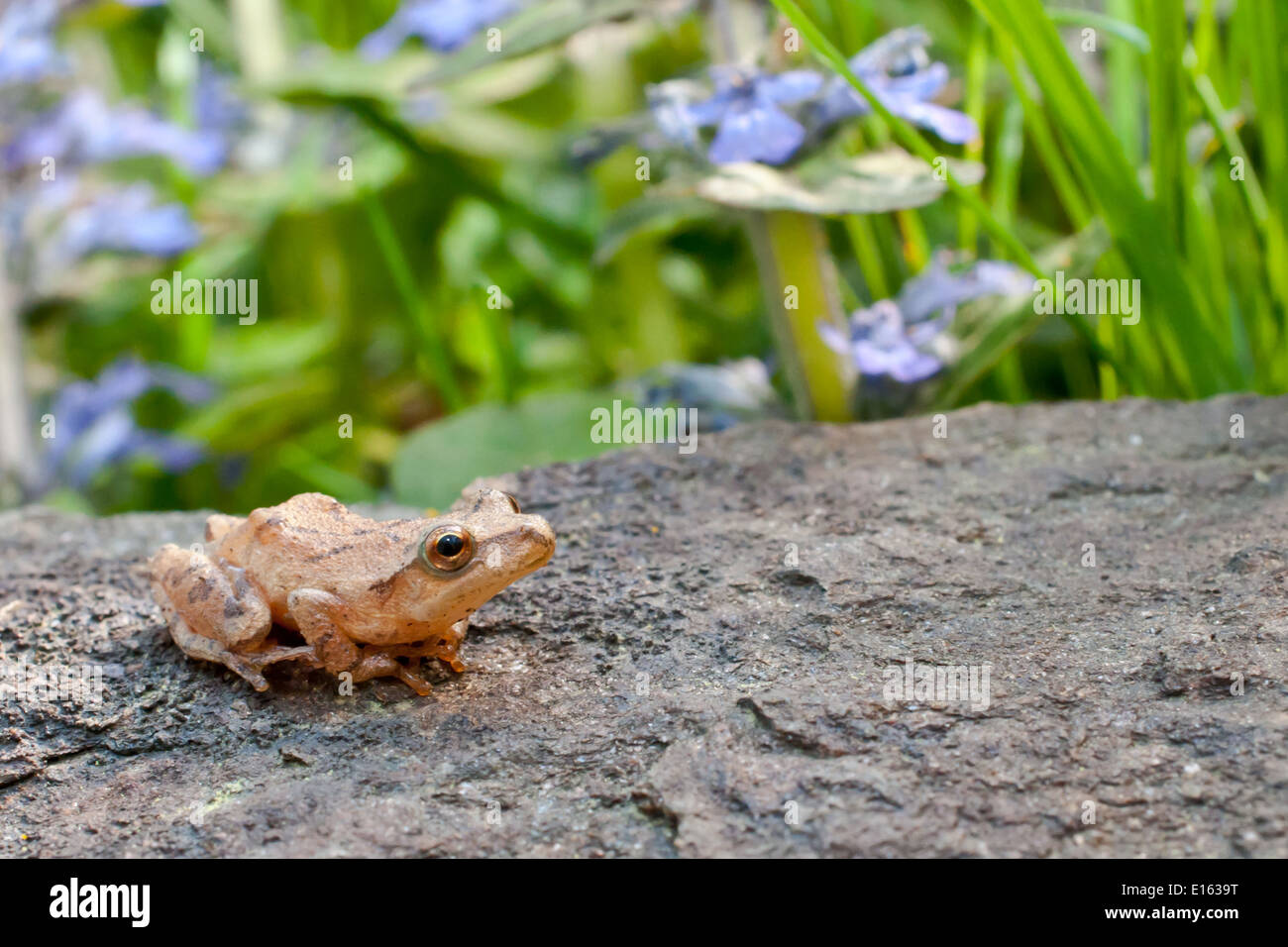 Peeper frog hi-res stock photography and images - Alamy