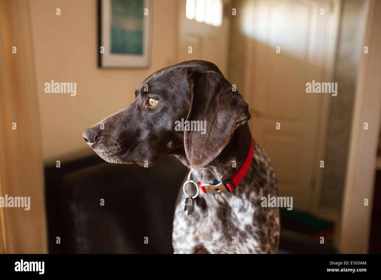 Speckled pointer hi-res stock photography and images - Alamy