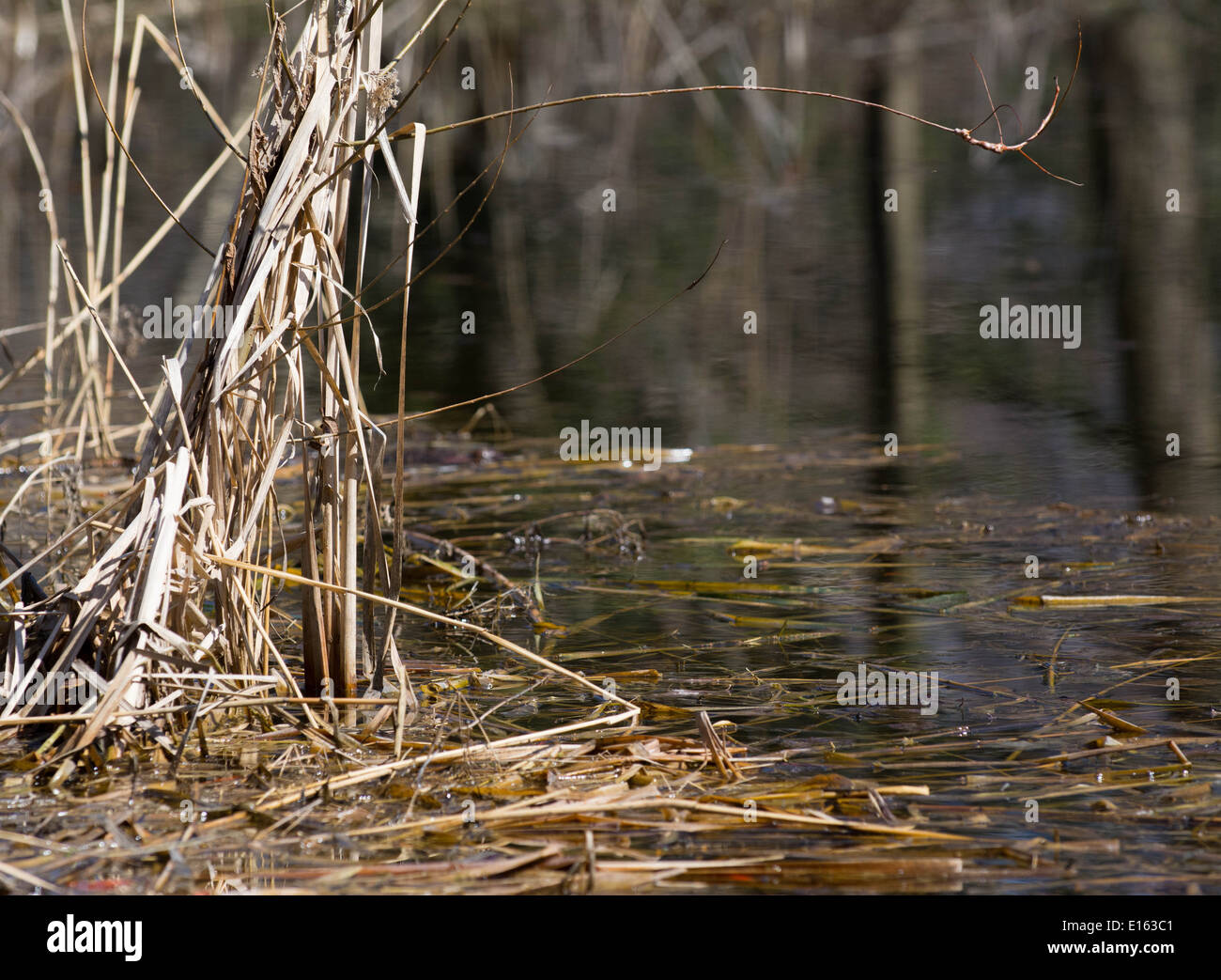 reeds in a pond in the spring Stock Photo - Alamy