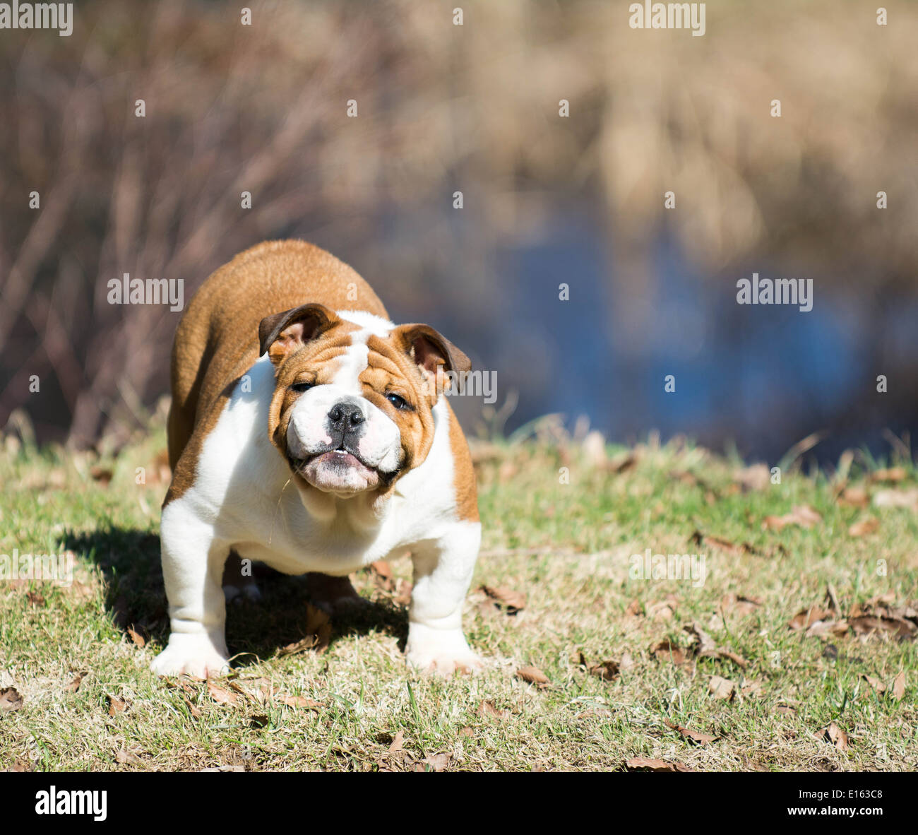 English Bulldog Puppy Playing High Resolution Stock Photography and ...