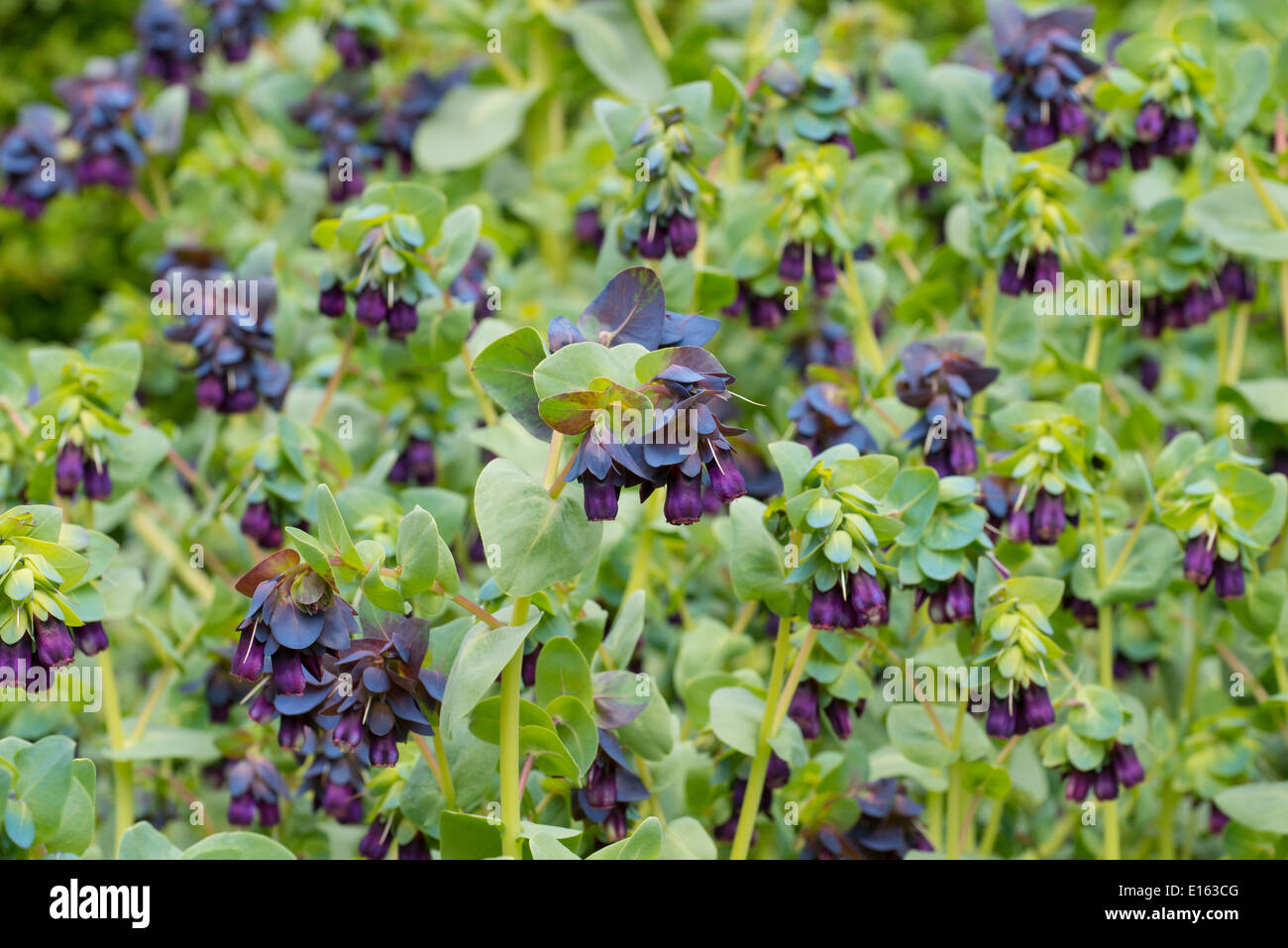Cerinthe major 'Purpurascens' Stock Photo - Alamy