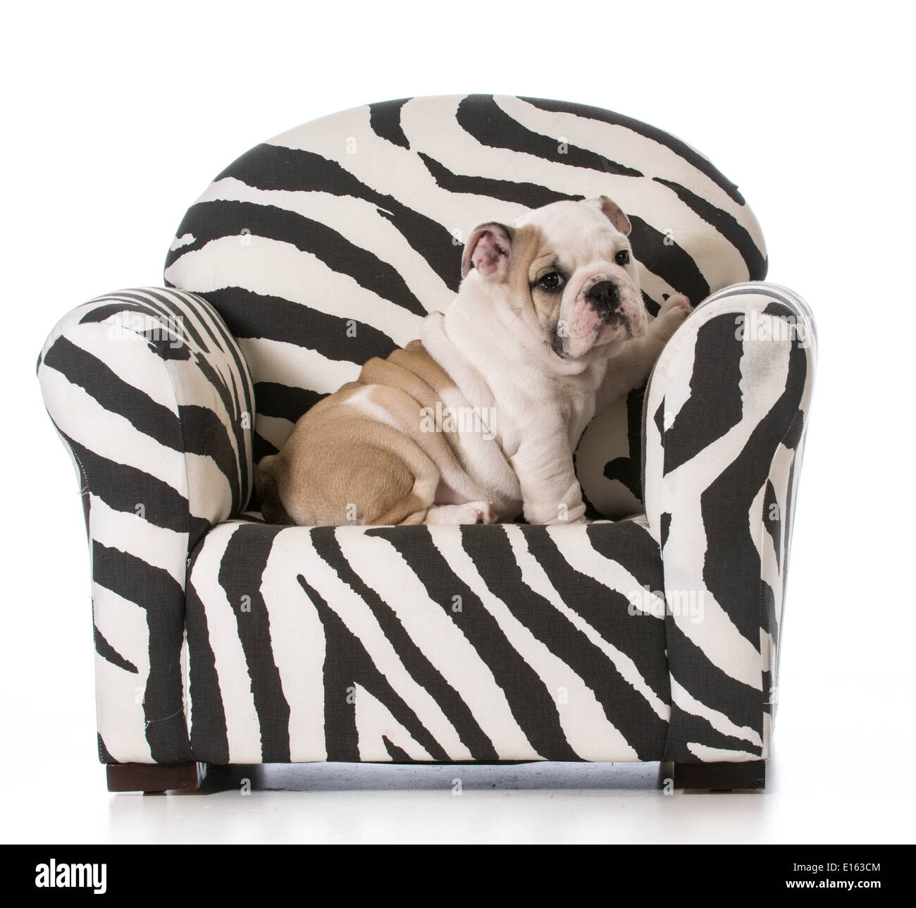 english bulldog puppy sitting in a chair on white background Stock ...