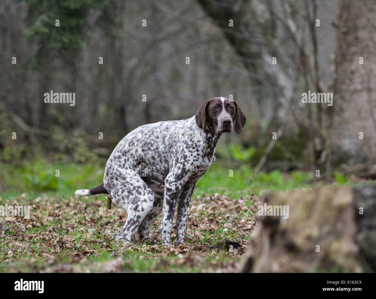 dog pooping outside in the woods or park Stock Photo - Alamy