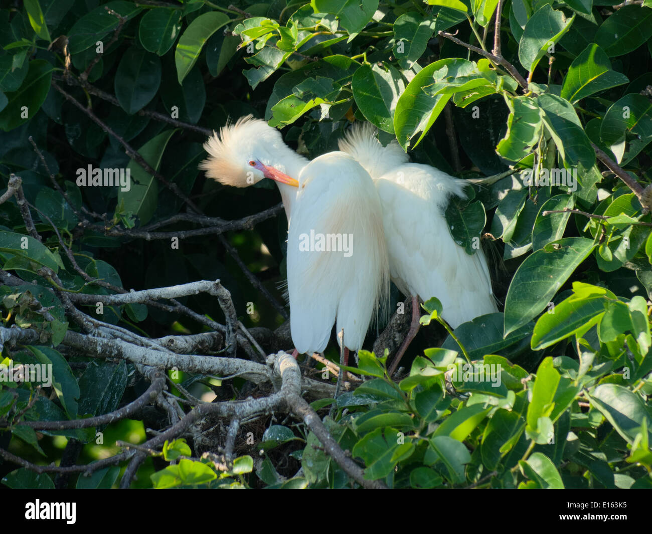 Cattle Egret with breeding yellow plumes and purple lores Stock Photo ...