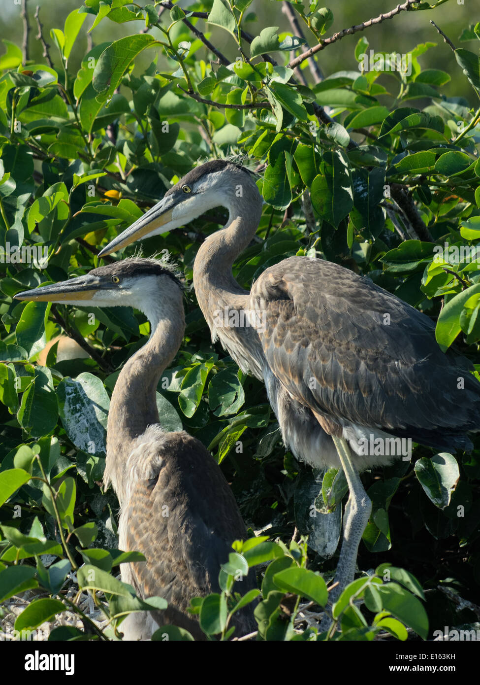 Male female great blue heron hi-res stock photography and images - Alamy