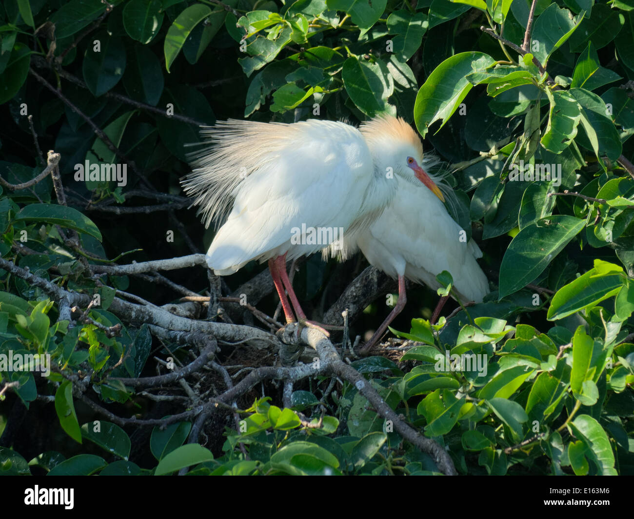 Cattle Egret showing off breeding plumage Stock Photo - Alamy