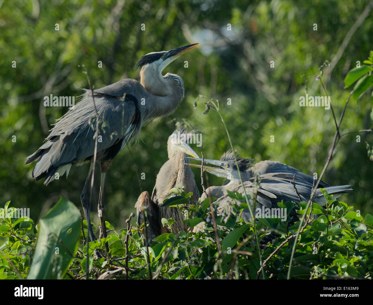 Great blue heron pair hi-res stock photography and images - Alamy
