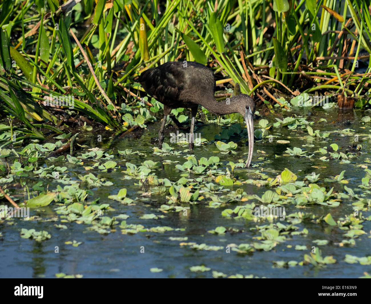 Black glossy ibis hi-res stock photography and images - Alamy