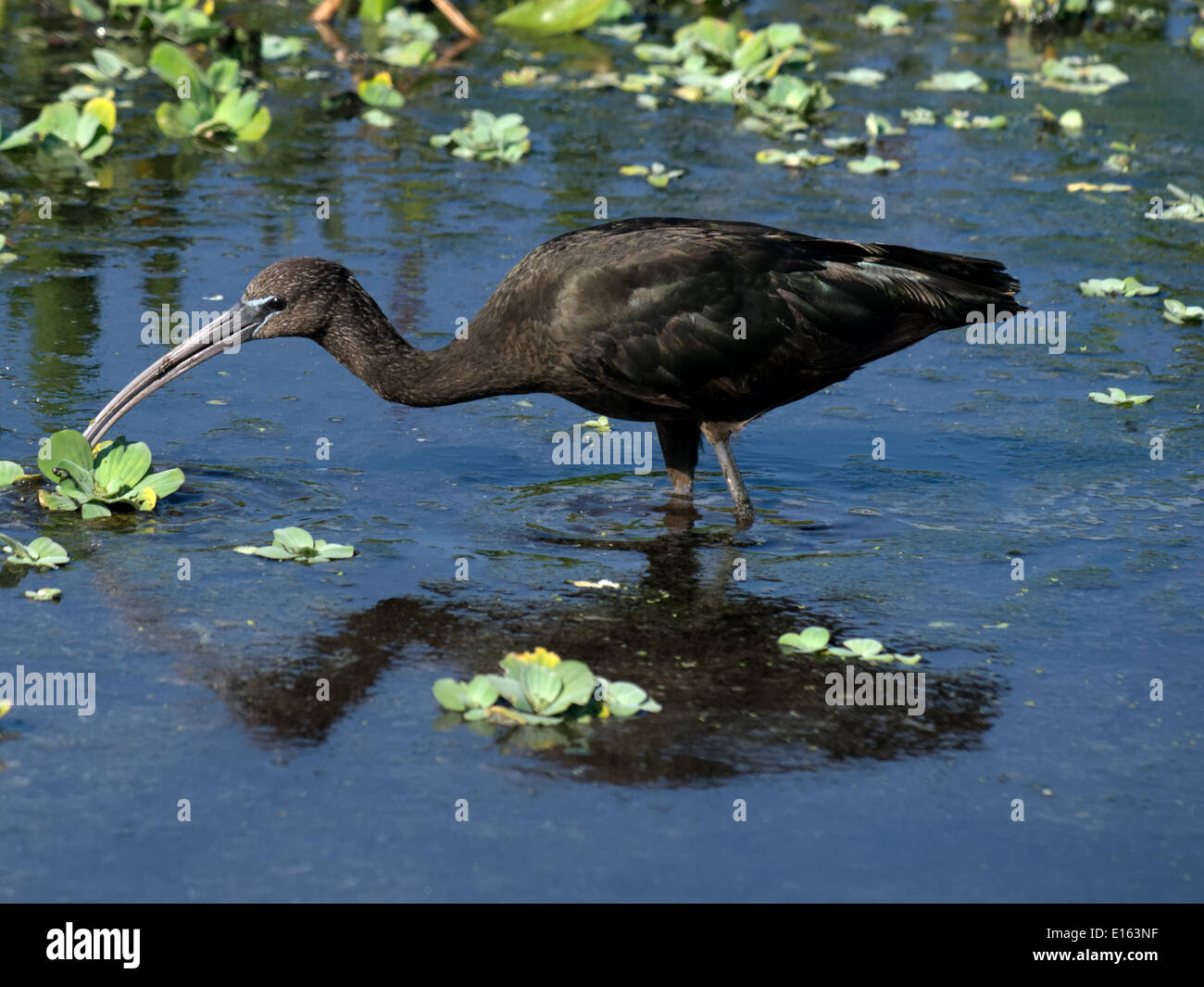 Glossy Ibis Foraging in marshy water in Florida Wetlands Stock Photo ...