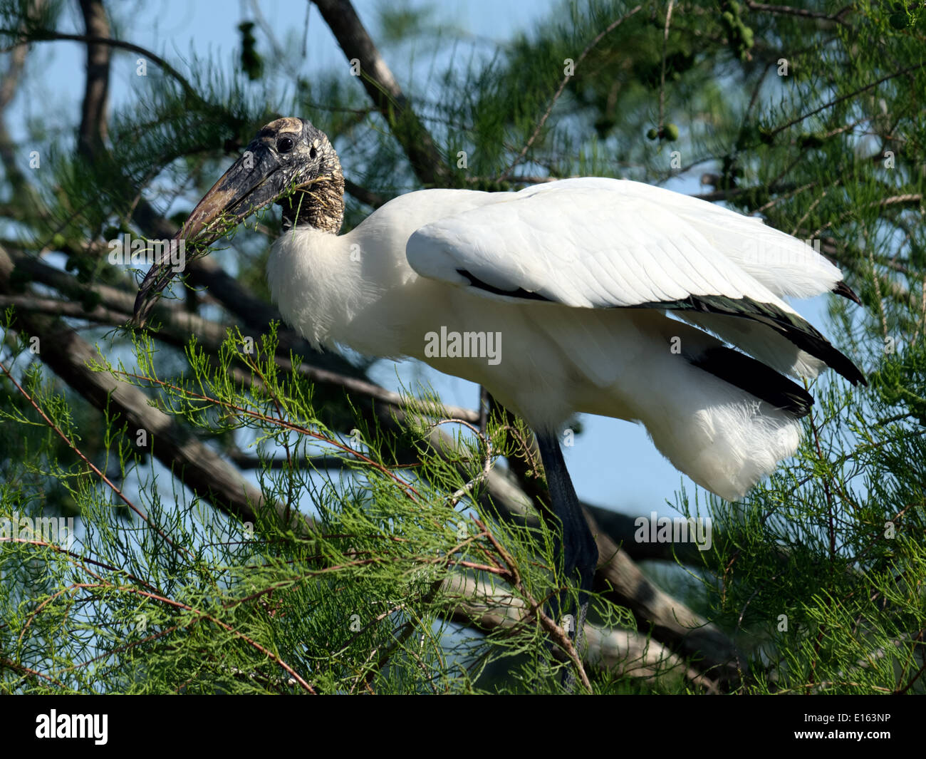 Wood stork tree hi-res stock photography and images - Alamy