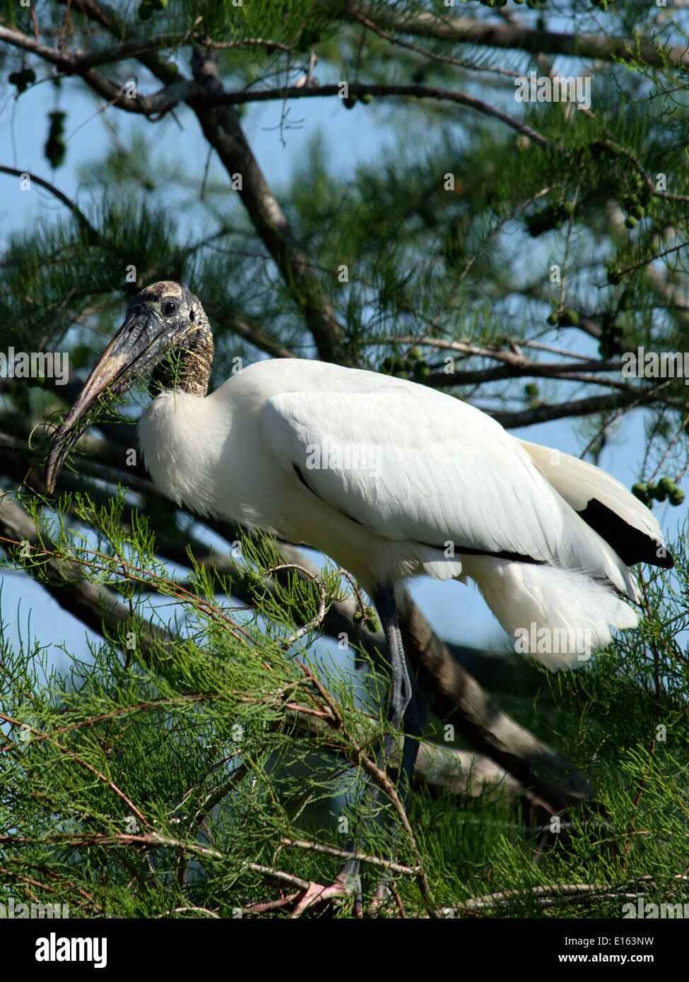 Wood Stork on a tree, gathering green foliage for nest Stock Photo - Alamy