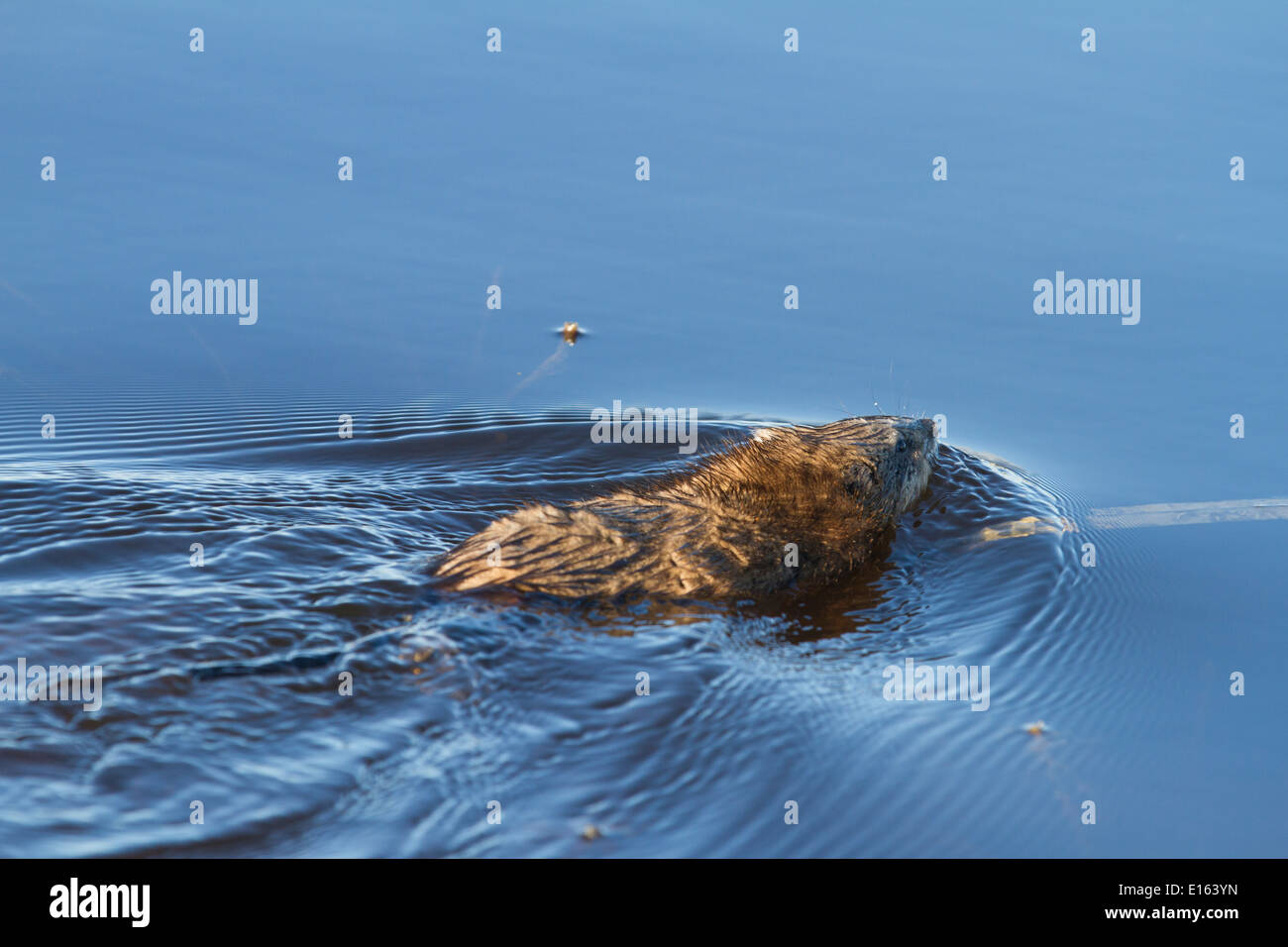 Muskrat (Ondatra zibethicus) Swimming, in the deep blue lake water, its ...
