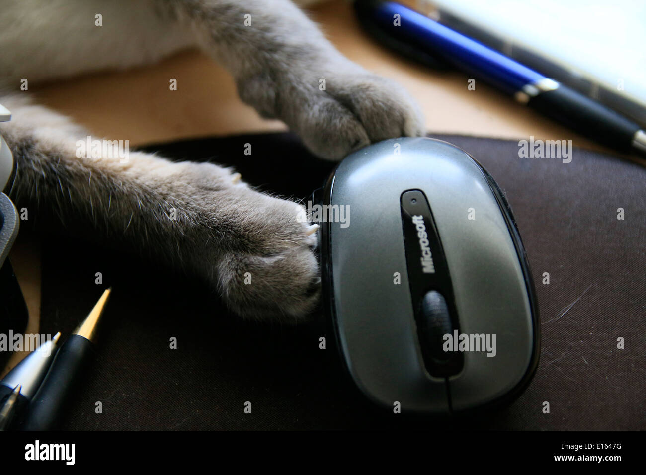 Closeup of cat's paws playing with computer mouse Stock Photo - Alamy