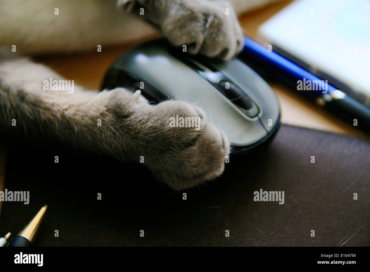 Cat computer mouse animal hi-res stock photography and images - Alamy