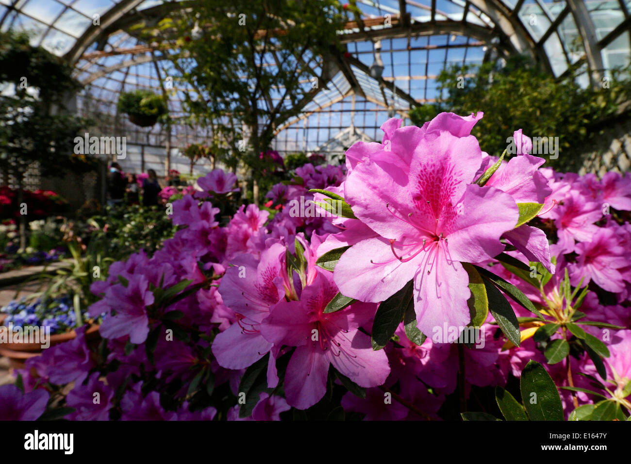 Azalea in bloom, spring flower show, Lincoln Park Conservatory. Chicago ...