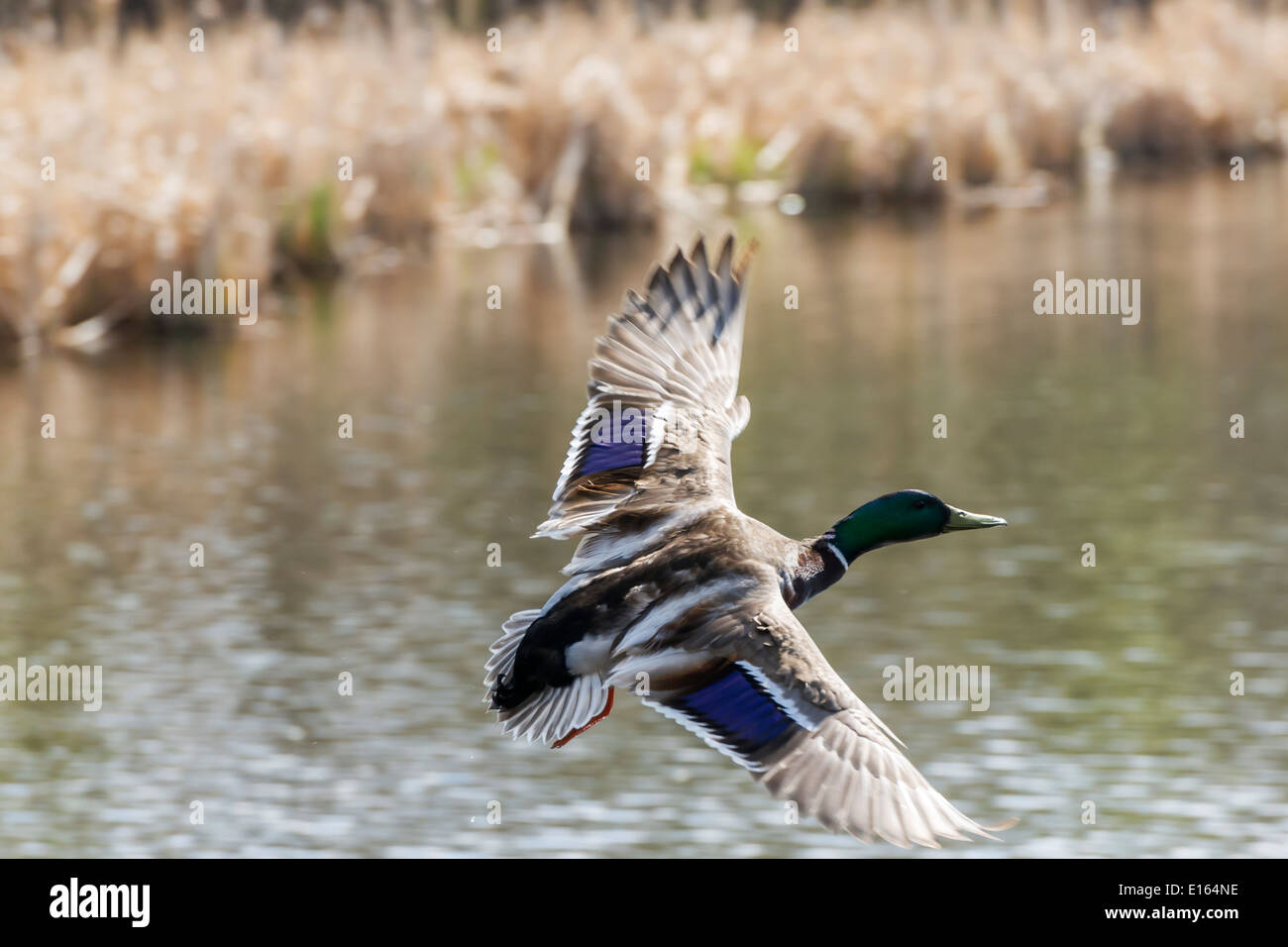 Duck flying over water hi-res stock photography and images - Alamy