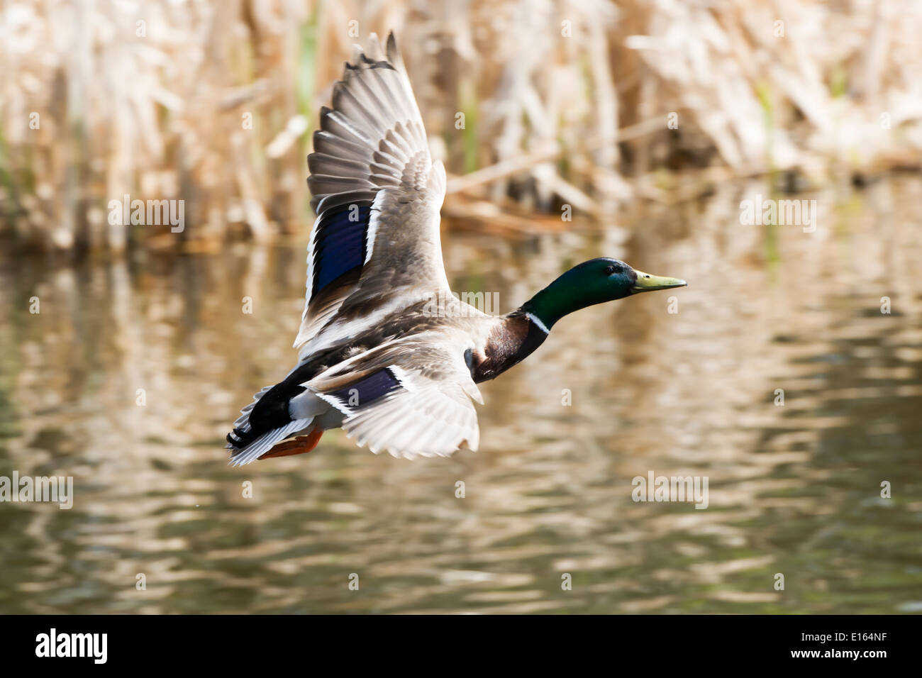 Ducks Flying Over Water