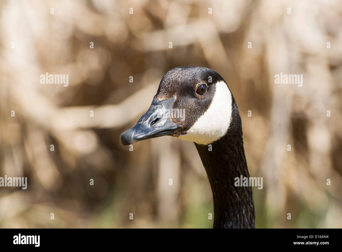 Wildlife up close hi-res stock photography and images - Alamy
